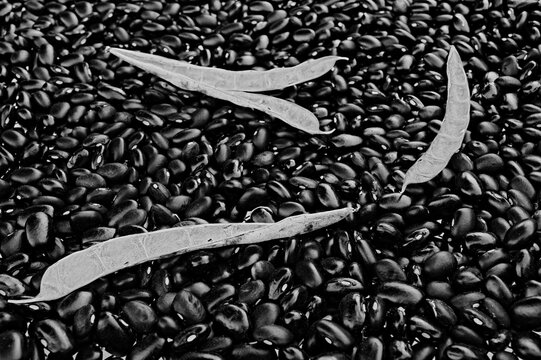 Pferdebohnen Bilder – Durchsuchen 2,249 Archivfotos, Vektorgrafiken und ...