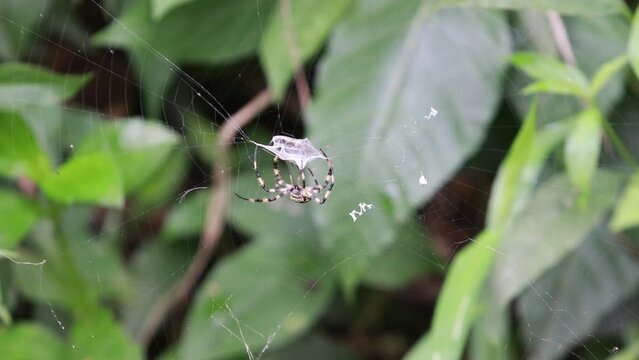"Tiger Spider" Billeder – Gennemse 552 stockfotos, vektorer og videoer ...
