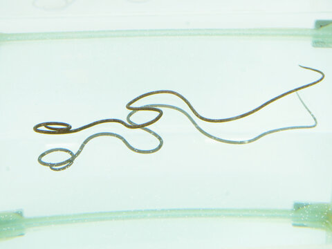 Nematomorpha-Bilder: Stock-Fotos & -Videos. | Adobe Stock