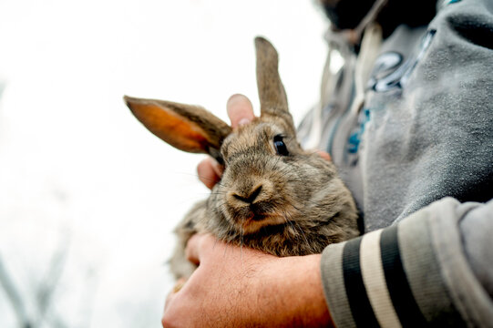 Karnickel Bilder – Durchsuchen 1,432,434 Archivfotos, Vektorgrafiken ...