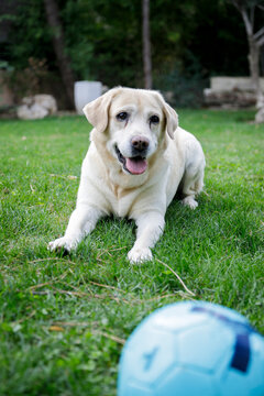 Labra Images – Parcourir 1,132 le catalogue de photos, vecteurs et ...
