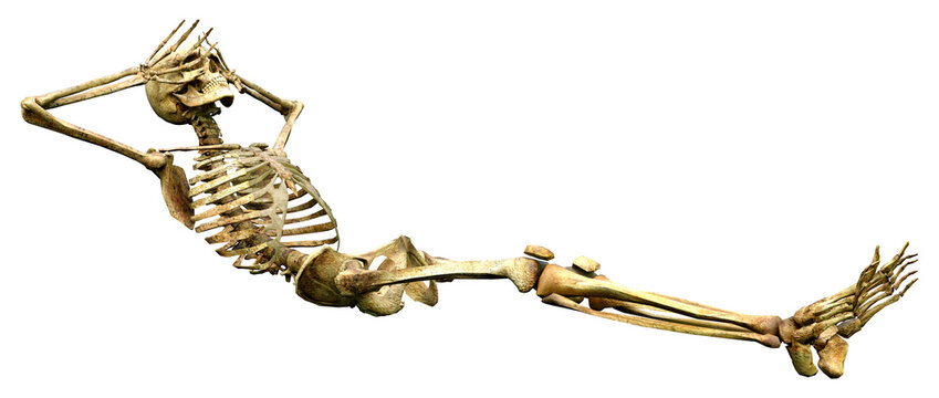 Imágenes de Skeletons: descubre bancos de fotos, ilustraciones ...