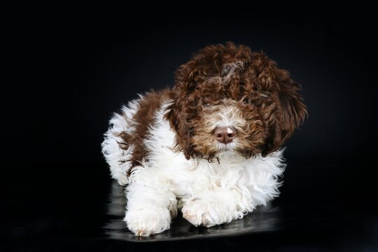 "Italian Water Dog" Images – Browse 145 Stock Photos, Vectors, and ...