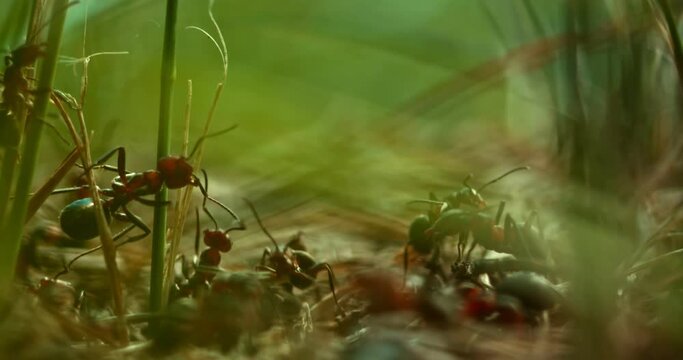 「Ant-Heap」の画像 - 432 件の Stock 写真、ベクターおよびビデオ | Adobe Stock