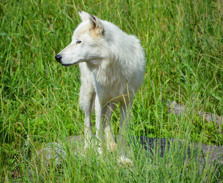Canidae Bilder – Durchsuchen 68,924 Archivfotos, Vektorgrafiken und ...