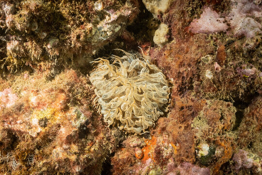 รูปภาพCeriantharia – เลือกดูภาพถ่ายสต็อก เวกเตอร์ และวิดีโอ488 | Adobe ...