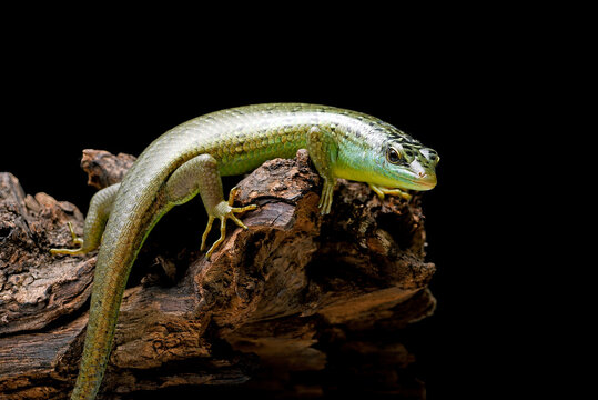 "Tree Skink" Images – Browse 526 Stock Photos, Vectors, and Video ...