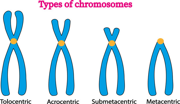 Afbeeldingen over Acrocentric – Blader in stockfoto's, vectoren en ...