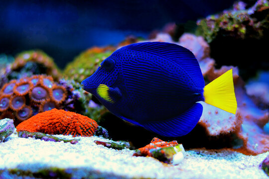 "Yellowtail Tang" Images – Browse 284 Stock Photos, Vectors, and Video ...