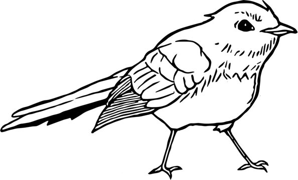 รูปภาพWillie-Wagtail – เลือกดูภาพถ่ายสต็อก เวกเตอร์ และวิดีโอ738 ...