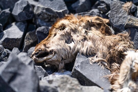 Roadkill Images – Browse 1,320 Stock Photos, Vectors, and Video | Adobe ...