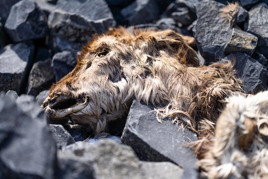 Roadkill Images – Browse 1,320 Stock Photos, Vectors, and Video | Adobe ...