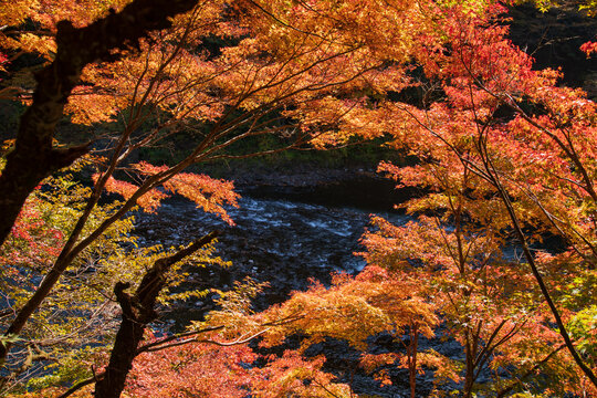 รูปภาพOkutama – เลือกดูภาพถ่ายสต็อก เวกเตอร์ และวิดีโอ1,041 | Adobe Stock