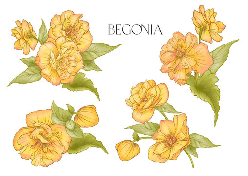 Begonia Flower Drawing