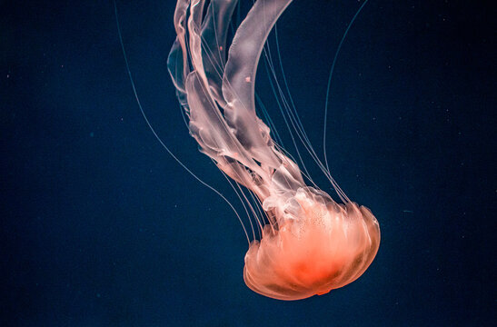 Marmelade Bilder – Durchsuchen 1,156,366 Archivfotos, Vektorgrafiken ...