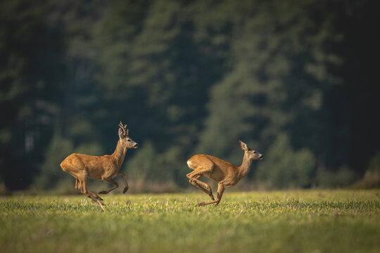 "Roe Buck" Images – Browse 1,678 Stock Photos, Vectors, and Video ...