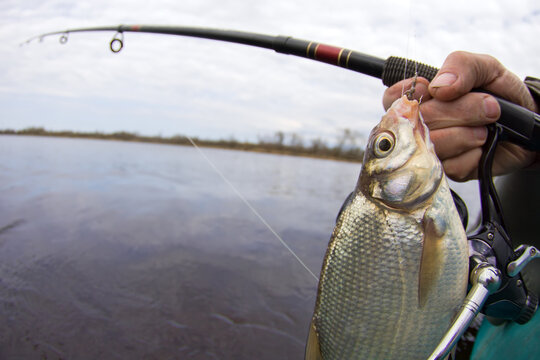 Afbeeldingen over "Fish Species" – Blader in stockfoto's, vectoren en ...
