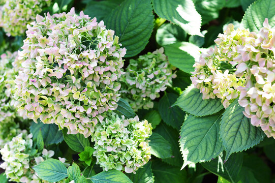 Pseudanthium Images – Browse 657,495 Stock Photos, Vectors, and Video ...