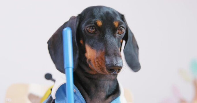 Dog Focus Images – Browse 46,399 Stock Photos, Vectors, and Video ...