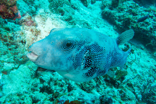 Igelfisch Images – Browse 134 Stock Photos, Vectors, and Video | Adobe ...