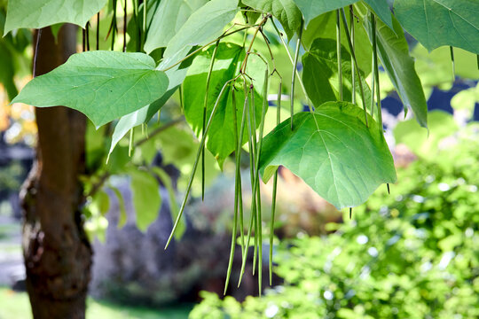 "Cigar Tree" Images – Browse 223 Stock Photos, Vectors, and Video ...