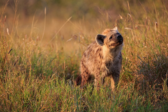 Feliform Bilder – Durchsuchen 4,551 Archivfotos, Vektorgrafiken und ...