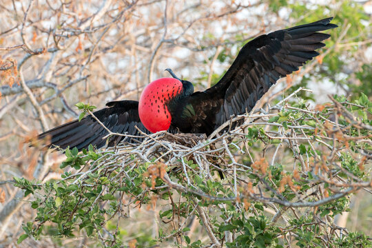 รูปภาพGular – เลือกดูภาพถ่ายสต็อก เวกเตอร์ และวิดีโอ1,783 | Adobe Stock