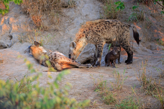 Imagens de Feliform – Explore Fotografias do Stock, Vetores e Vídeos de ...