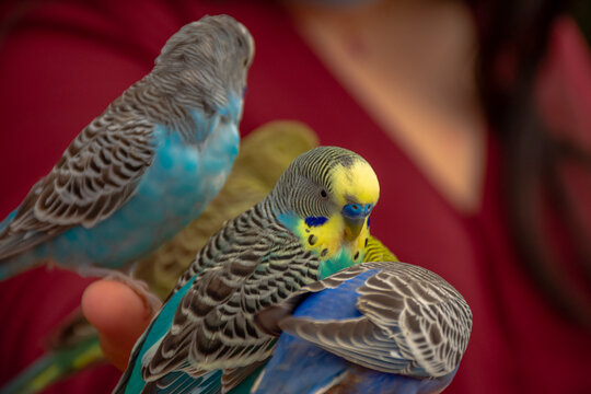 Pericos Images – Browse 314 Stock Photos, Vectors, and Video | Adobe Stock