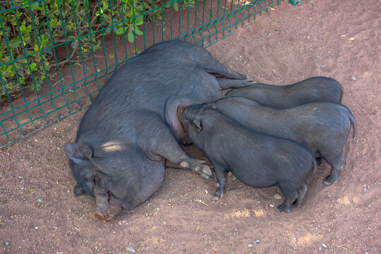 Marrano 이미지 – 찾아보기 922 스톡 사진, 벡터 및 비디오 | Adobe Stock