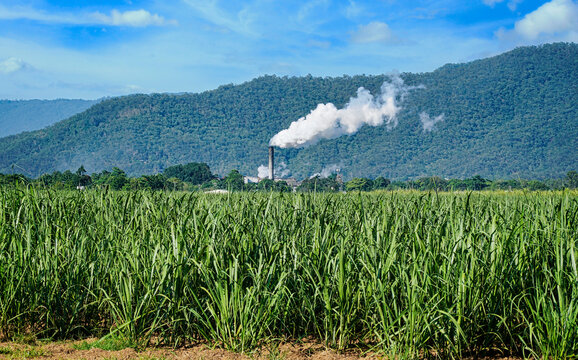 "Sugar Mill" Imagens – Procure 1,604 fotos, vetores e vídeos | Adobe Stock