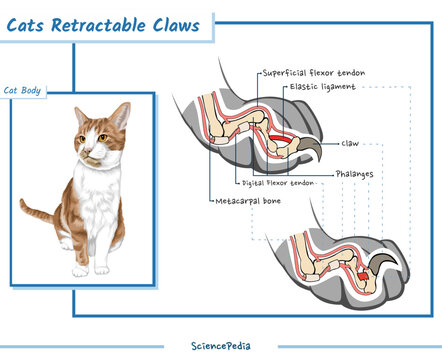 Organ System Of Cat