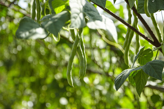 Prinzessbohnen Bilder – Durchsuchen 85,158 Archivfotos, Vektorgrafiken ...