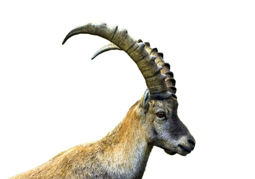 "Capra Ibex" Images – Browse 37,655 Stock Photos, Vectors, and Video ...