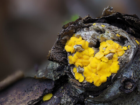 Destruenten Bilder – Durchsuchen 2,549 Archivfotos, Vektorgrafiken und ...