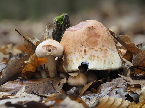 รูปภาพDestruenten – เลือกดูภาพถ่ายสต็อก เวกเตอร์ และวิดีโอ882 | Adobe Stock