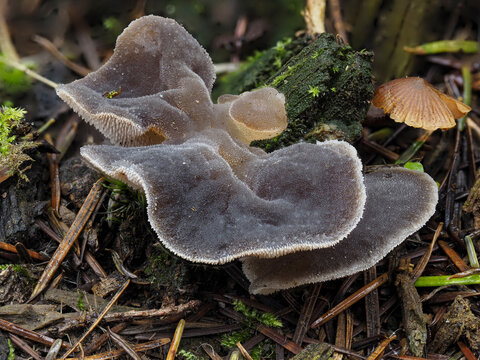 Galert Images – Browse 8 Stock Photos, Vectors, and Video | Adobe Stock