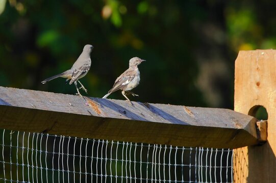 Mimus bilder – Bläddra bland 1,244 stockfoton, vektorer och videor ...