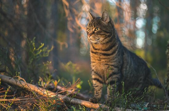 Obrázky Tabby – procházejte fotografie, vektory a videa 530,436 | Adobe ...