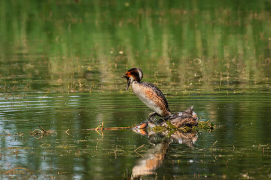 Coïter Images – Parcourir 4,996 le catalogue de photos, vecteurs et ...