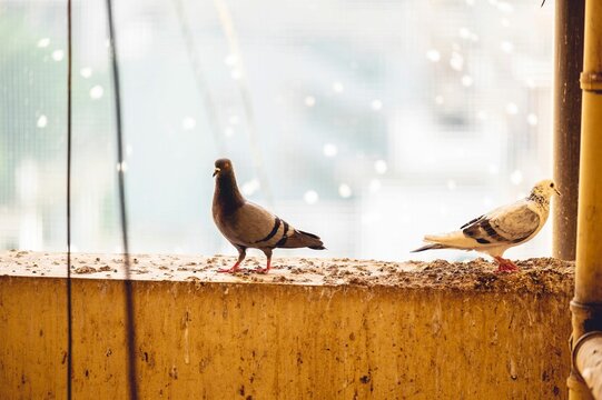 Afbeeldingen over "Carrier Pigeon" – Blader in stockfoto's, vectoren en ...