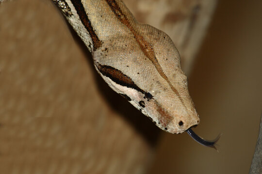 Tigerpython bilder – Bläddra bland 124 stockfoton, vektorer och videor ...