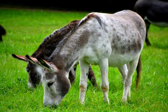 Anes Bilder – Durchsuchen 388 Archivfotos, Vektorgrafiken und Videos ...