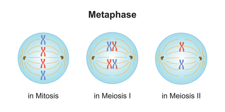 รูปภาพMetaphase – เลือกดูภาพถ่ายสต็อก เวกเตอร์ และวิดีโอ1,157 | Adobe Stock รูปภาพMetaphase – เลือกดูภาพถ่ายสต็อก เวกเตอร์ และวิดีโอ1,157 | Adobe Stock