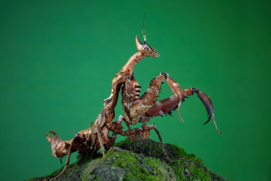 Mantodea Bilder – Durchsuchen 59,341 Archivfotos, Vektorgrafiken und ...