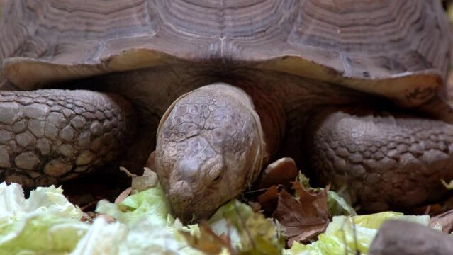 "Land Turtles" Bilder – Durchsuchen 184 Archivfotos, Vektorgrafiken und ...