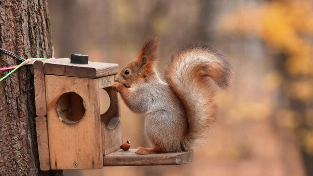 Squirrel Images – Browse 407,079 Stock Photos, Vectors, and Video ...