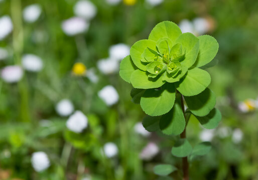 "Mole Plant" Bilder – Durchsuchen 851 Archivfotos, Vektorgrafiken und ...