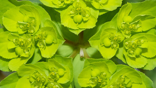 "Mole Plant" Bilder – Durchsuchen 793 Archivfotos, Vektorgrafiken und ...