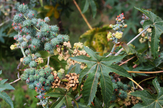 Rizinusstrauch Bilder – Durchsuchen 794 Archivfotos, Vektorgrafiken und ...